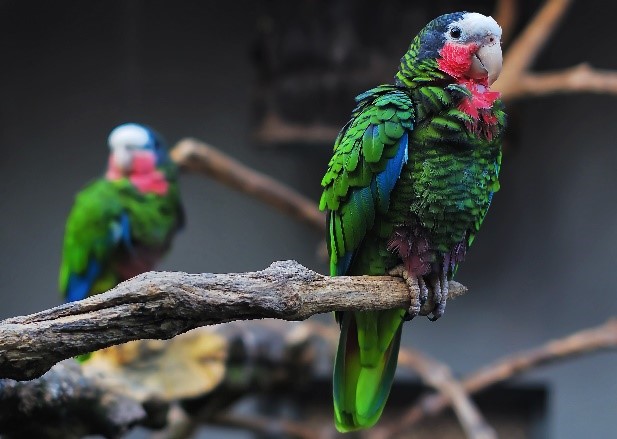 Incredible Wildlife in Cuba - Love Cuba Blog