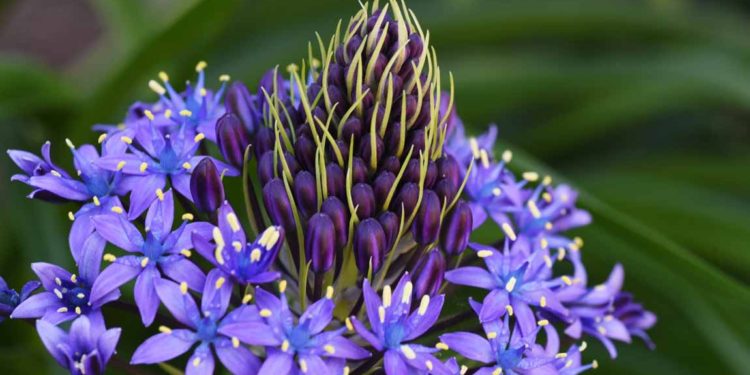 Cuban Flora: A Guide to the Greener Side of Cuba - Love Cuba Blog